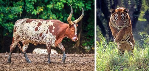 Find Strength in Compliments: The Cow vs. The Tiger | Ilchi Lee